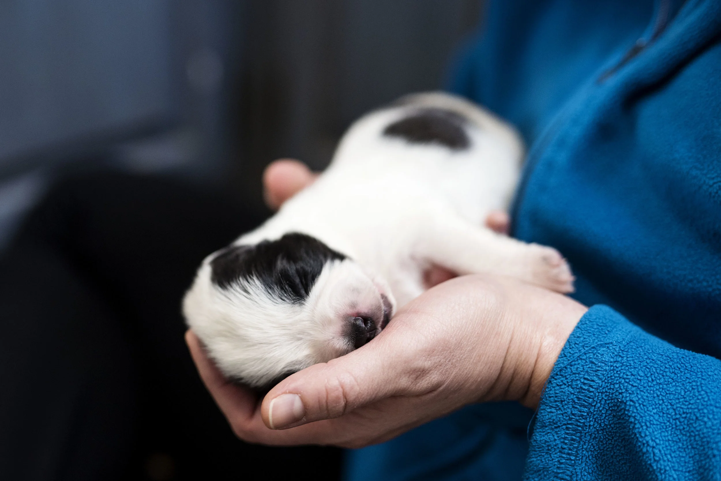 Ollie's Angels Animal Rescue