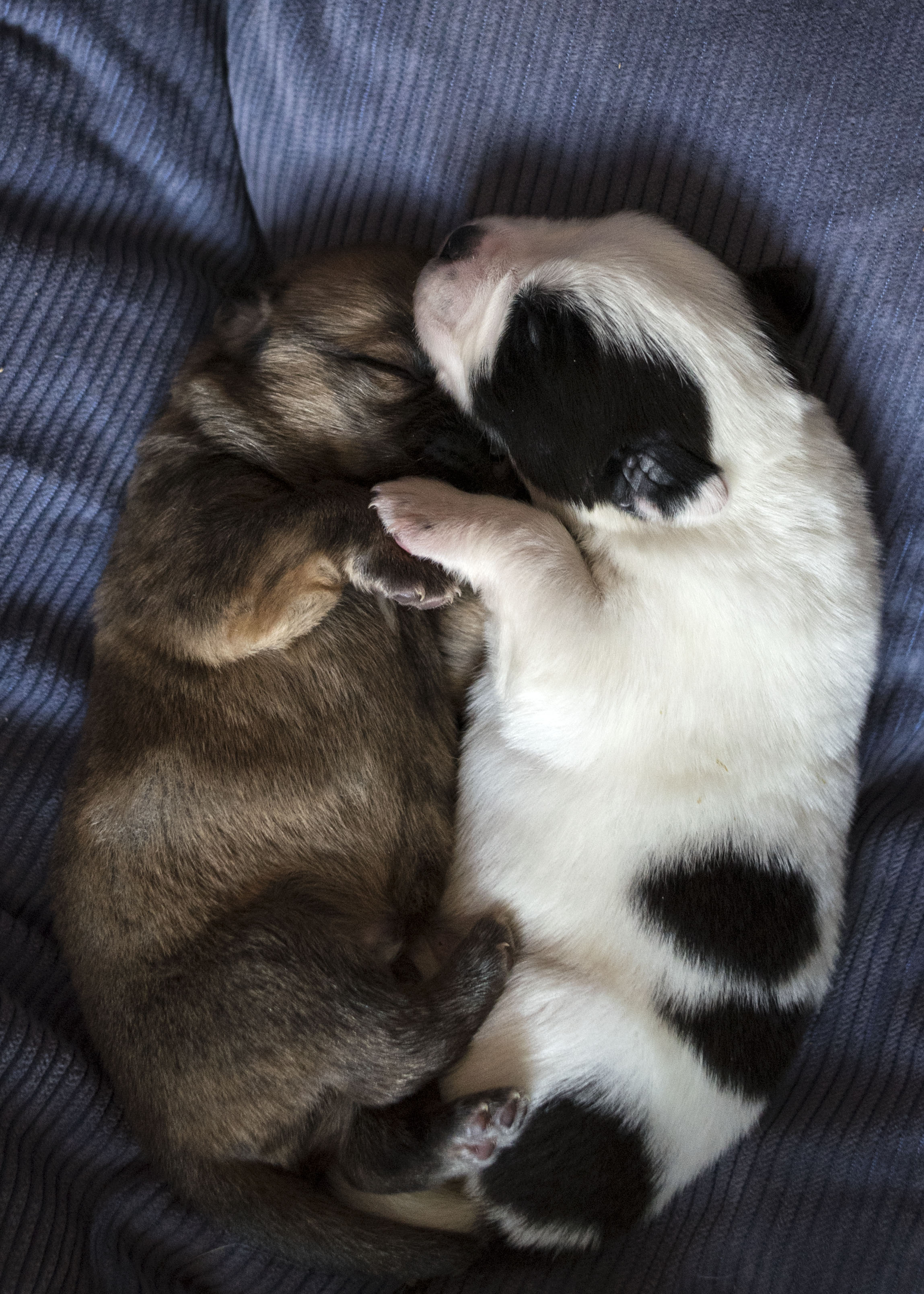 Ollie's Angels Animal Rescue