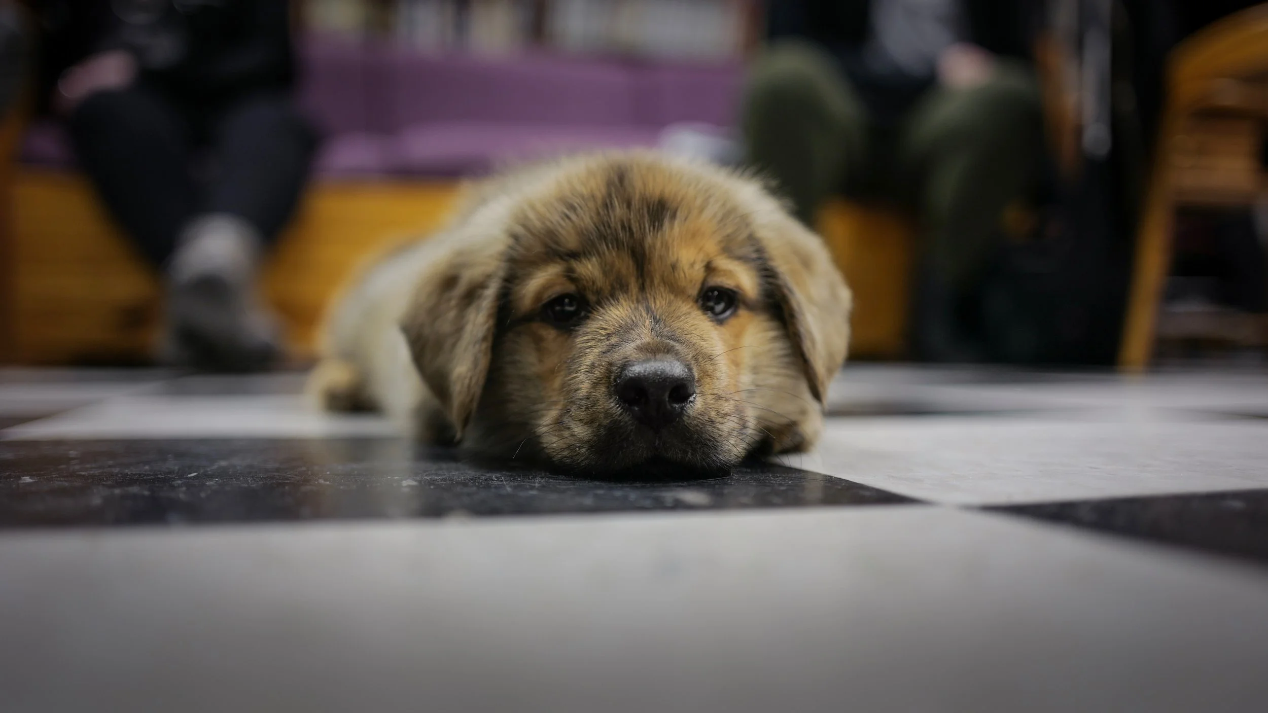 Ollie's Angels Animal Rescue