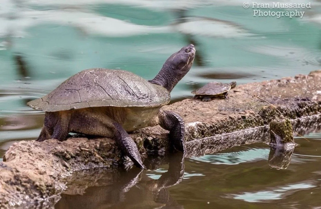 Park 11 Botanic Garden Tour — Adelaide Park Lands Association