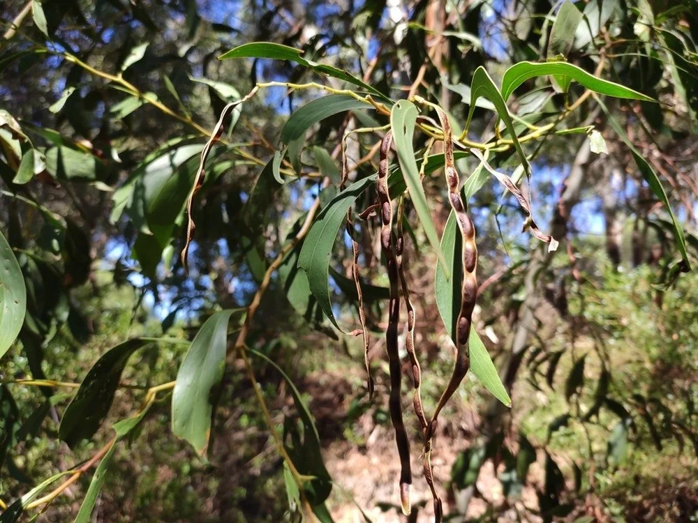 Know Your Park Lands Plants: Golden Wattle — Adelaide Park Lands ...