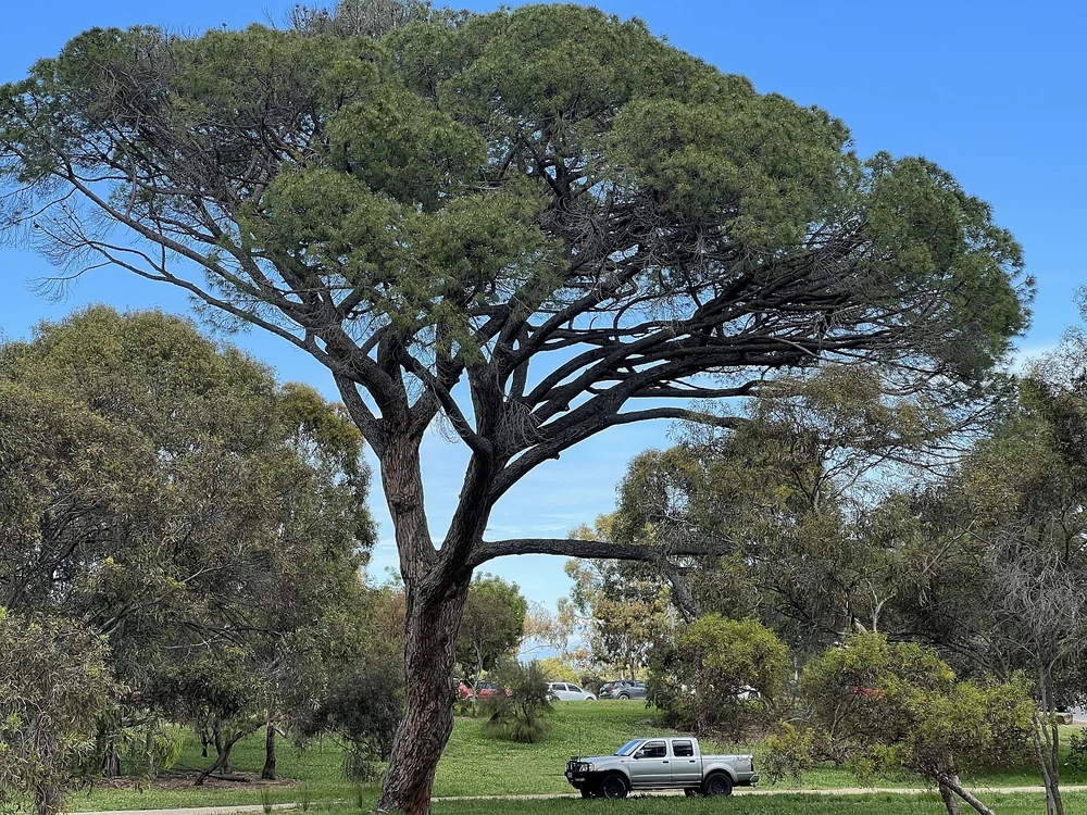 Park 25 Tour — Adelaide Park Lands Association