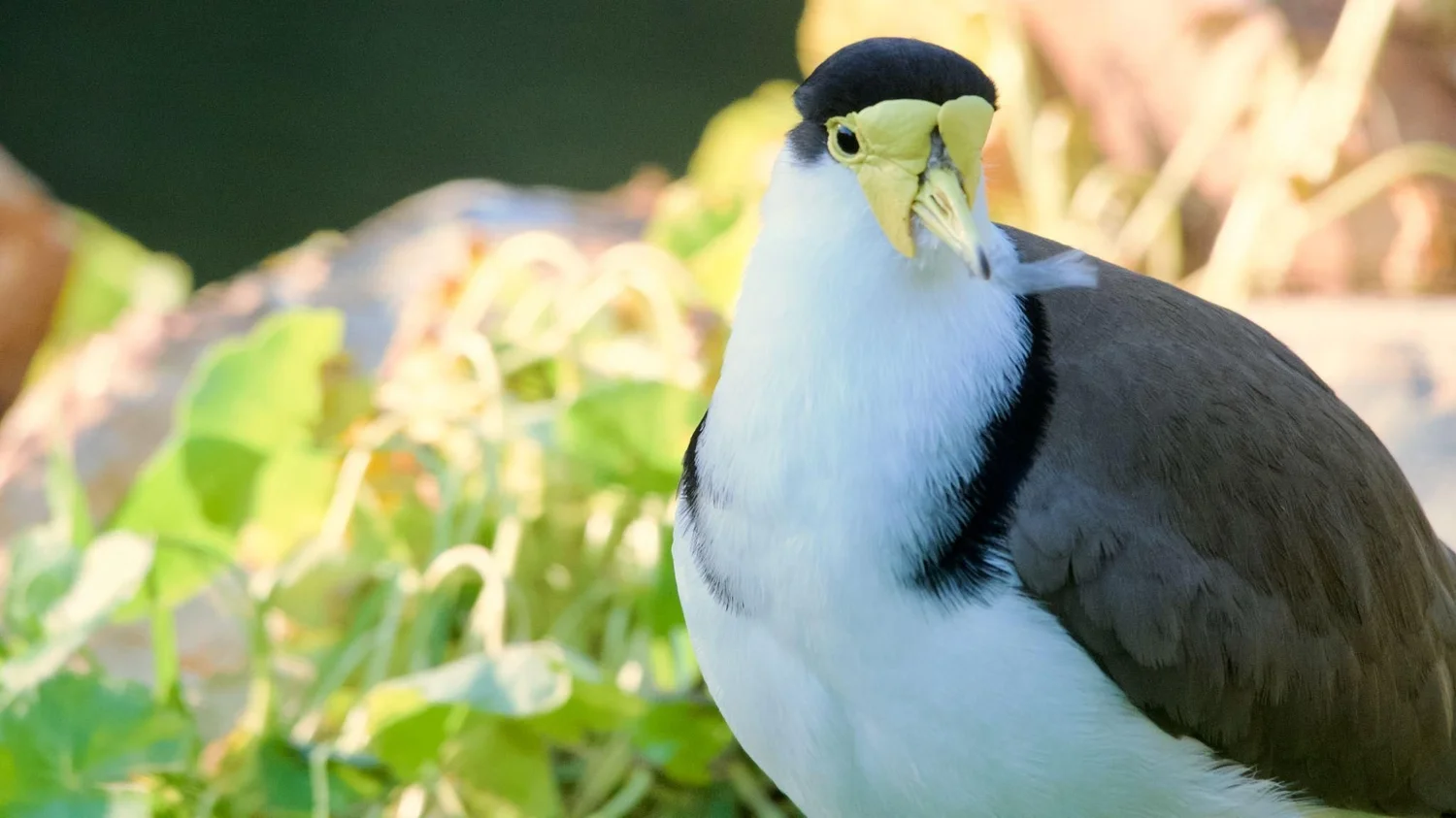 What bird is that? Masked Lapwing — Adelaide Park Lands Association