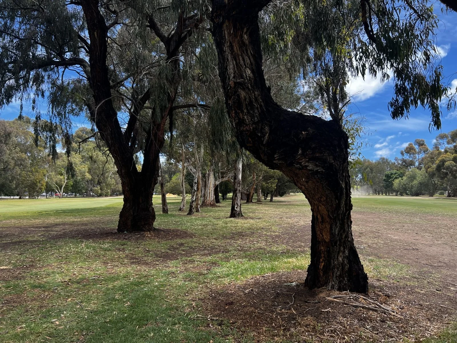 Know Your Park Lands Plants: Red Ironbark — Adelaide Park Lands Association
