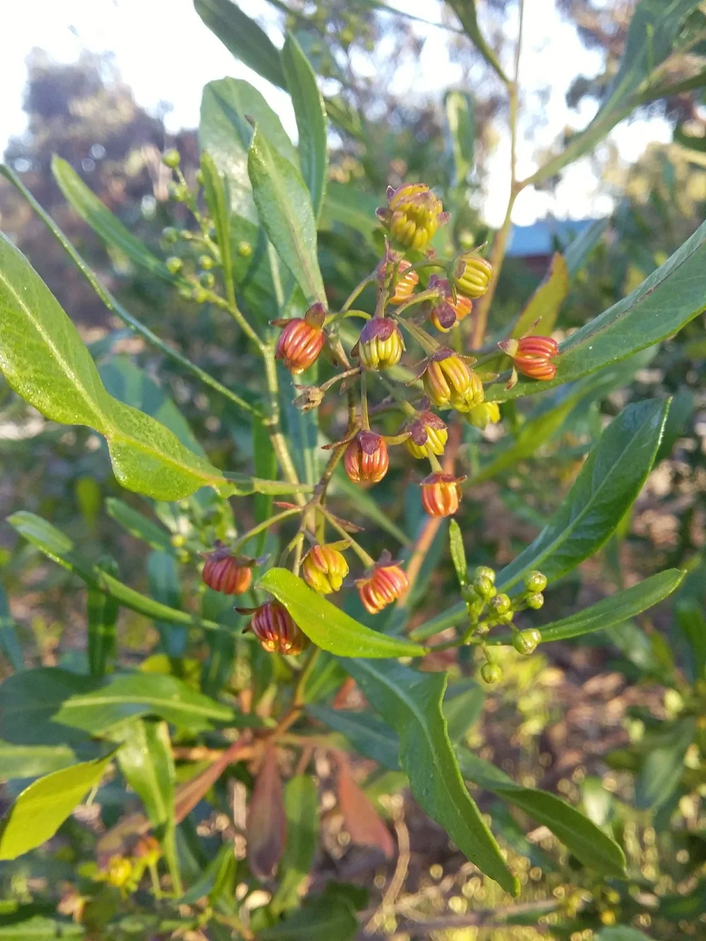 Know your Park Lands plants: sticky hop-bush — Adelaide Park Lands ...