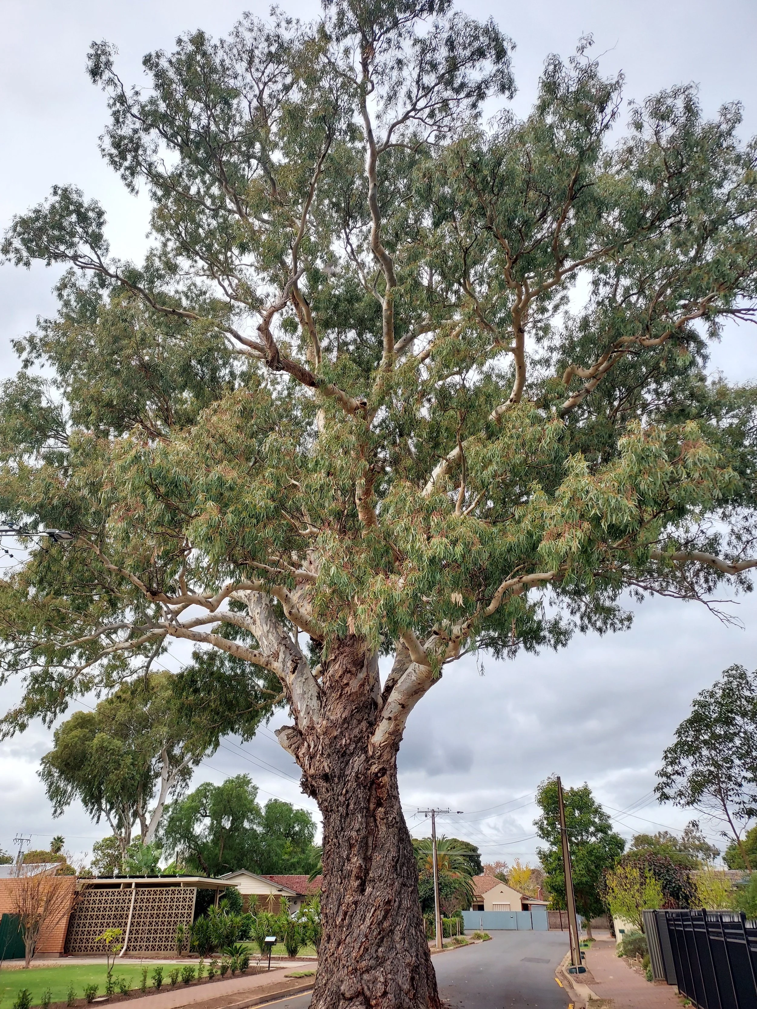 Why do gum trees drop branches? — Adelaide Park Lands Association