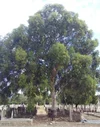 Know Your Park Lands Plants: Blue Gums — Adelaide Park Lands Association