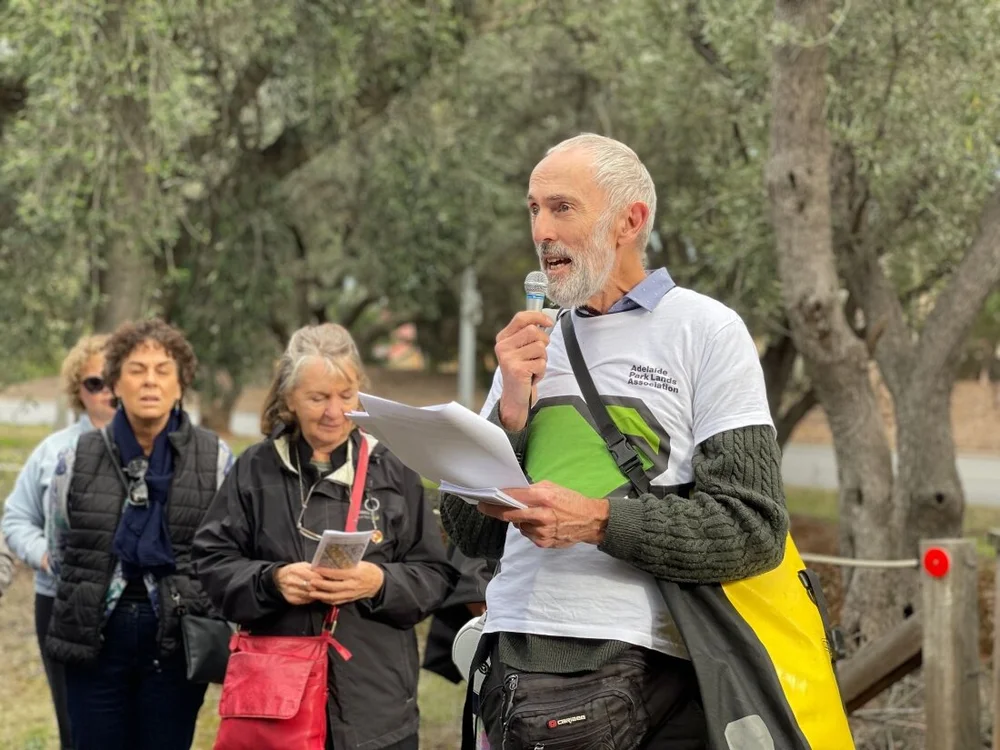Ancient Olive Groves in the spotlight — Adelaide Park Lands Association