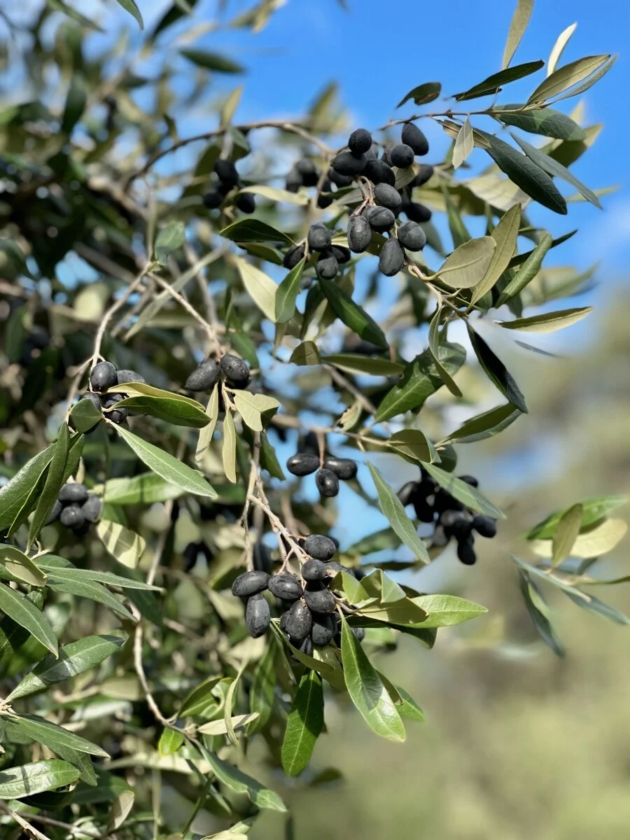 Ancient Olive Groves in the spotlight — Adelaide Park Lands Association