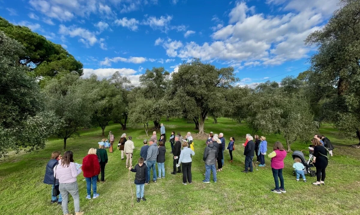 Ancient Olive Groves in the spotlight — Adelaide Park Lands Association