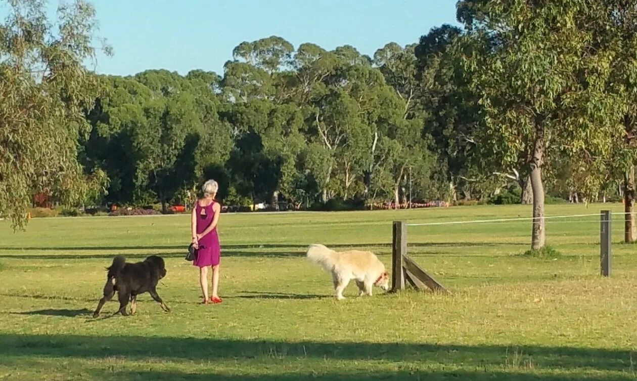 Protecting Adelaide’s Parks: part of the climate change response ...