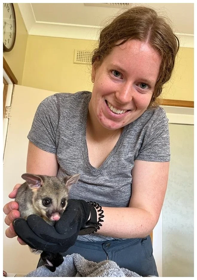 Hope for joey possum — Adelaide Park Lands Association