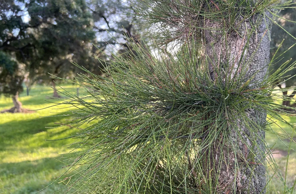 Celebrate your urban forests — Adelaide Park Lands Association