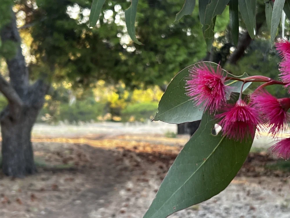Leaked - images of SAPOL compound in your Park — Adelaide Park Lands ...