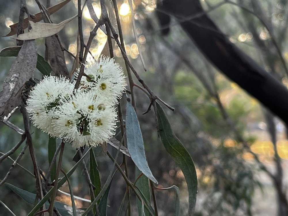 Leaked - images of SAPOL compound in your Park — Adelaide Park Lands ...