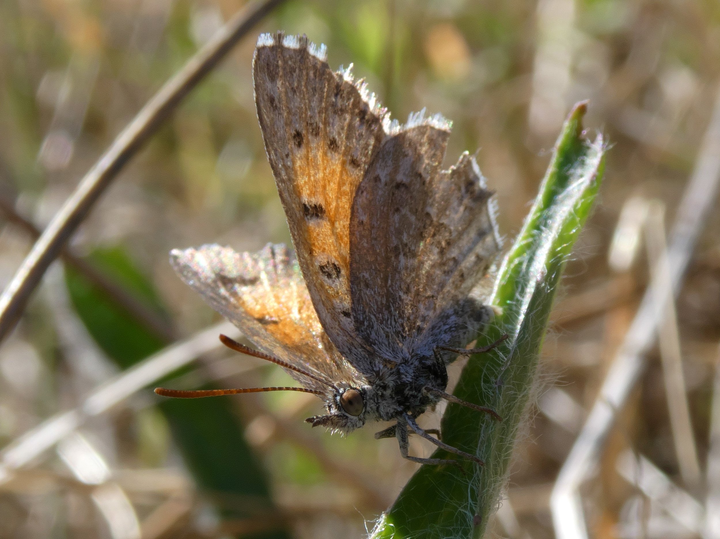 Park 21W Tour — Adelaide Park Lands Association
