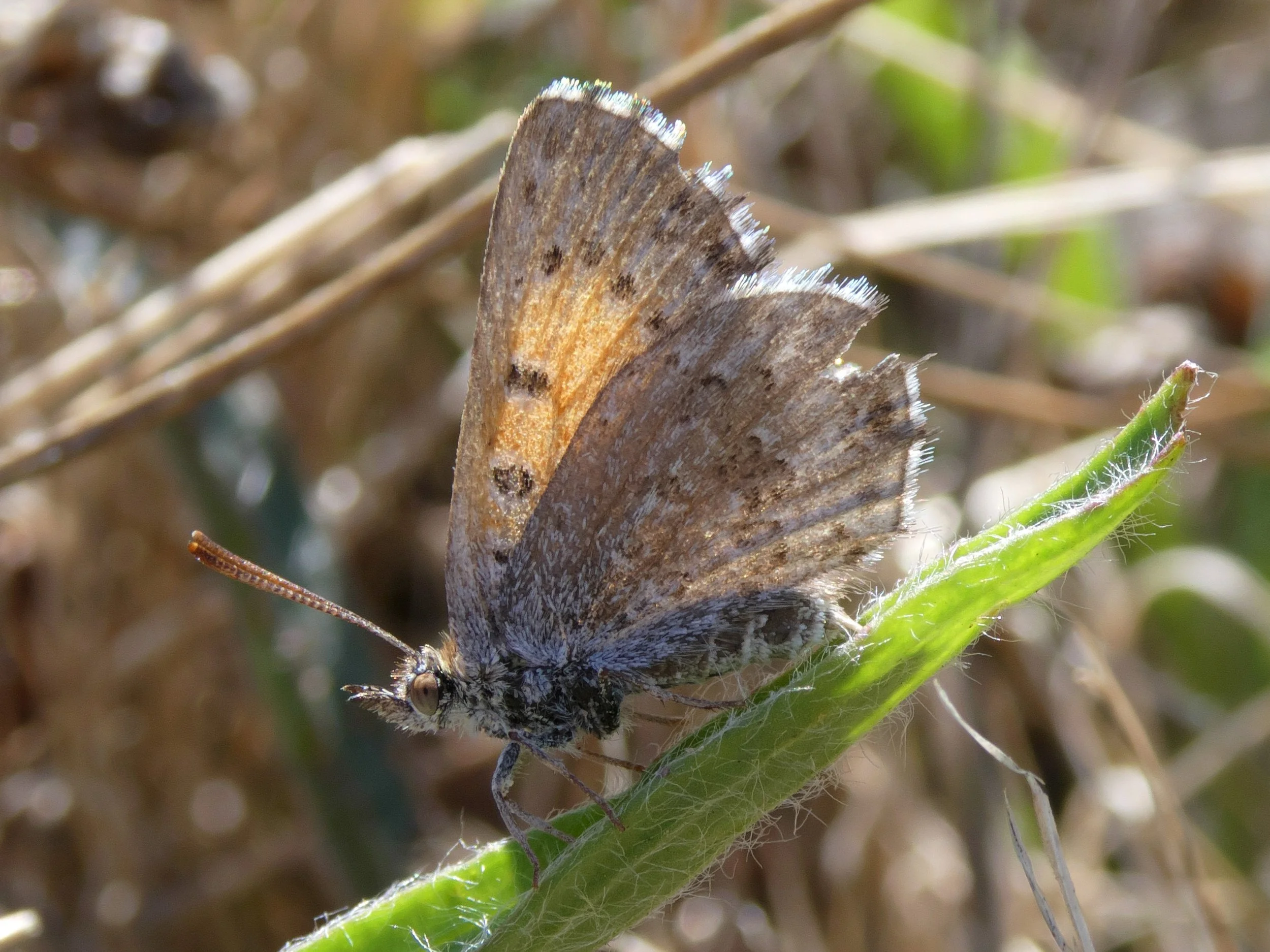 Park 21W Tour — Adelaide Park Lands Association