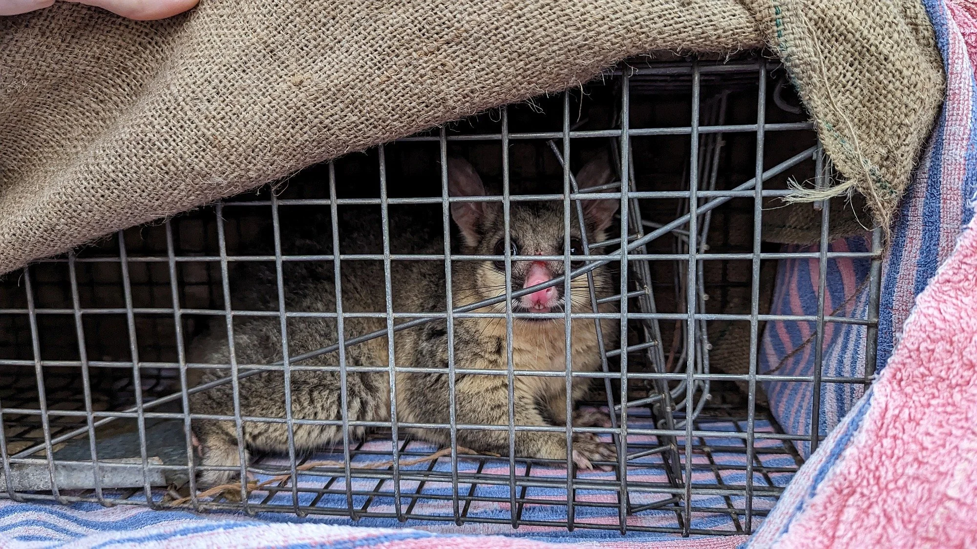 Possum birth notice — Adelaide Park Lands Association