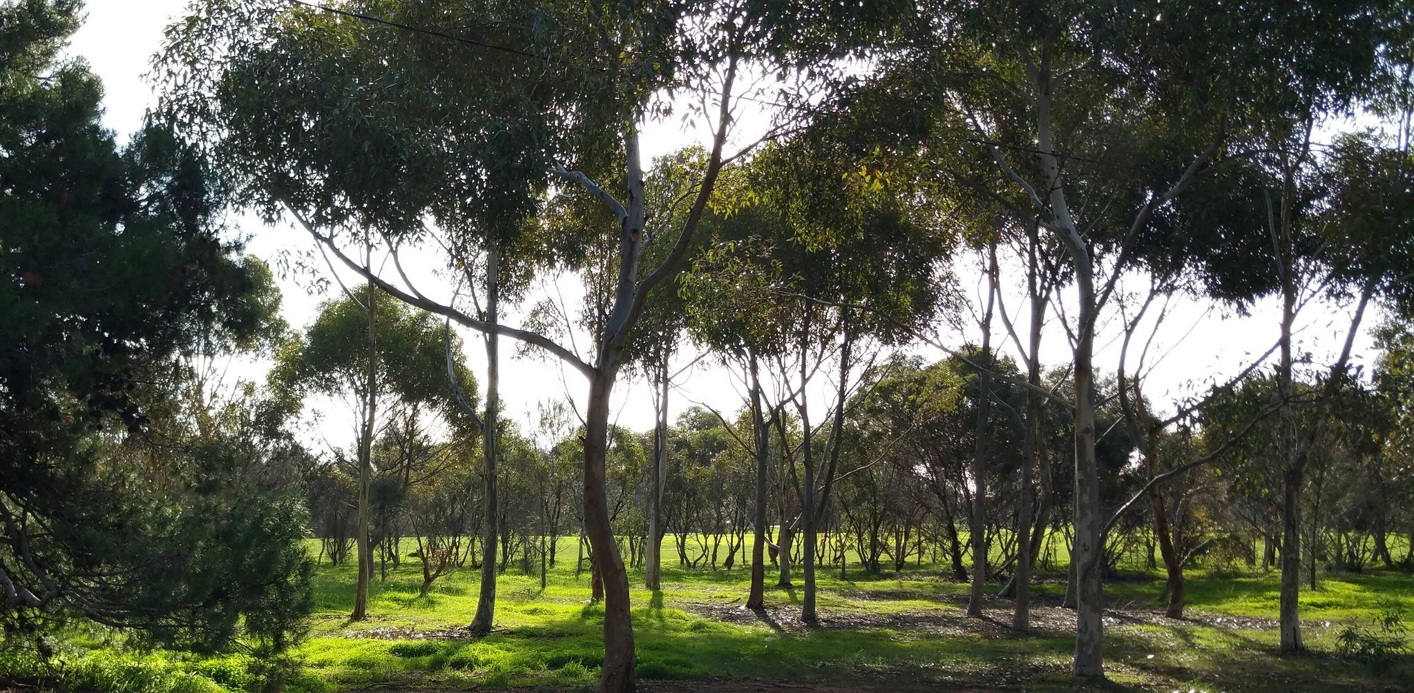 Celebrate your urban forests — Adelaide Park Lands Association