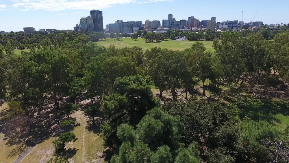 Celebrate your urban forests — Adelaide Park Lands Association