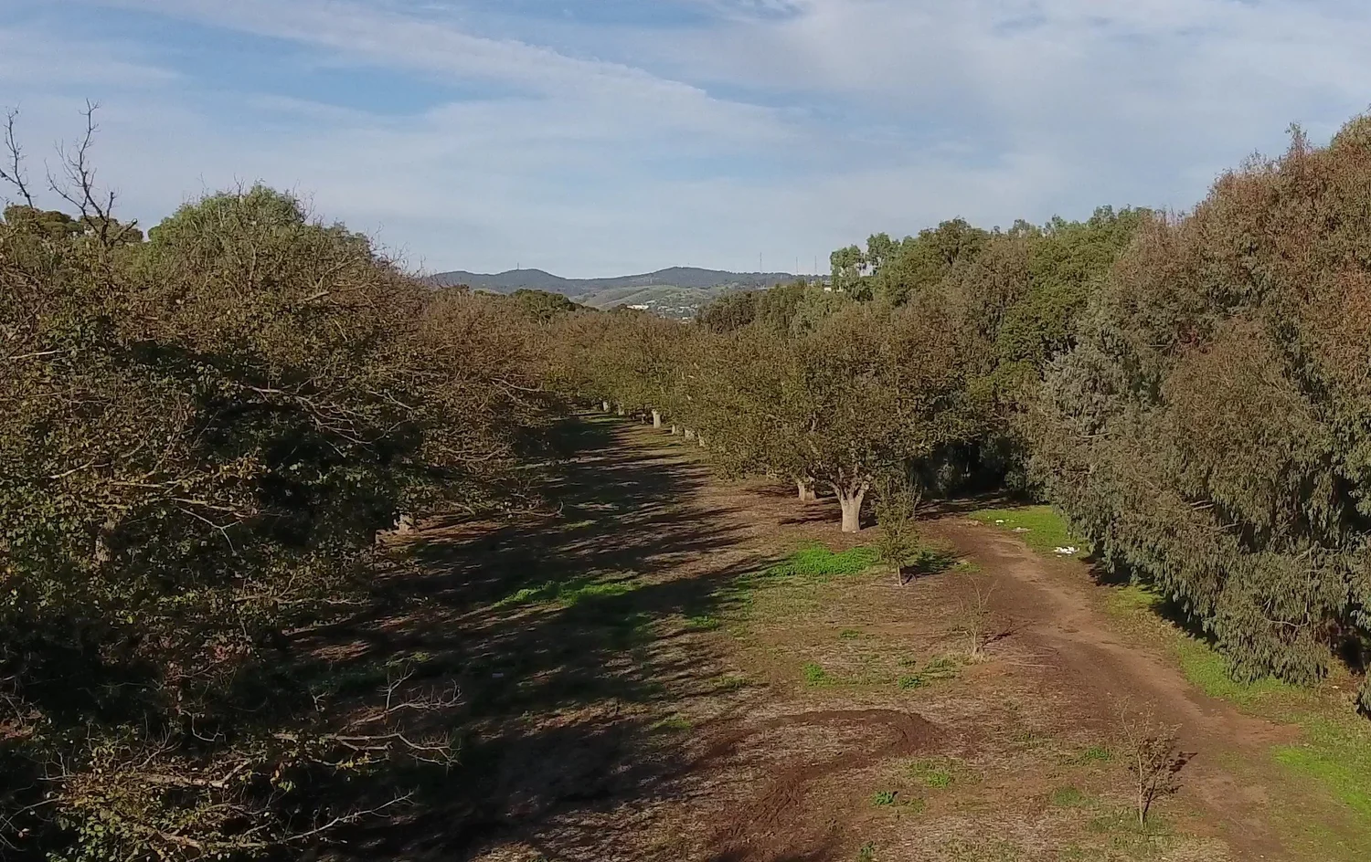 Celebrate your urban forests — Adelaide Park Lands Association