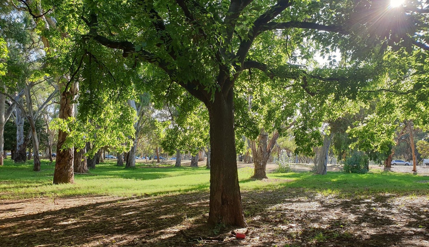 Celebrate your urban forests — Adelaide Park Lands Association