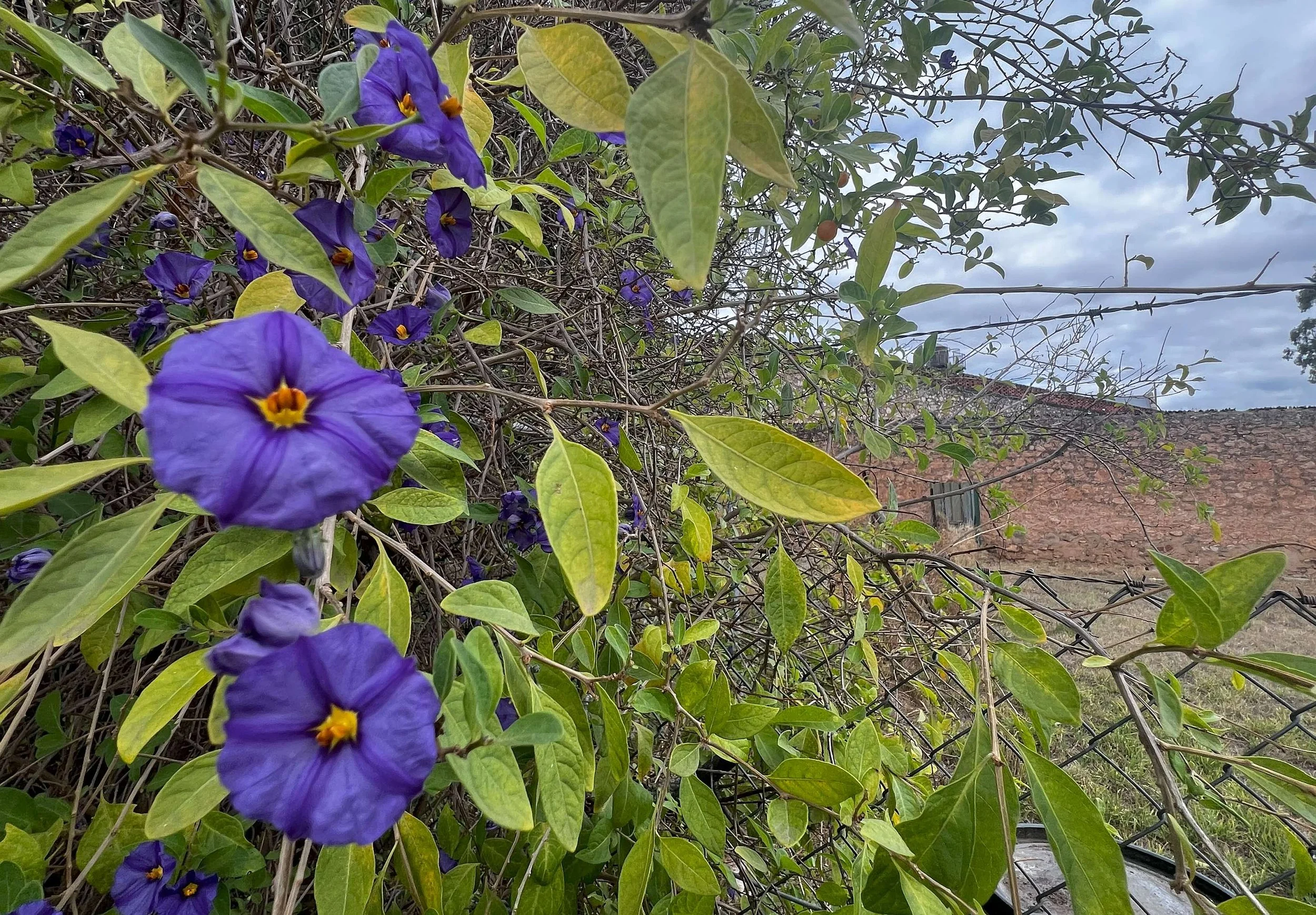 92 years hidden - a locked garden — Adelaide Park Lands Association