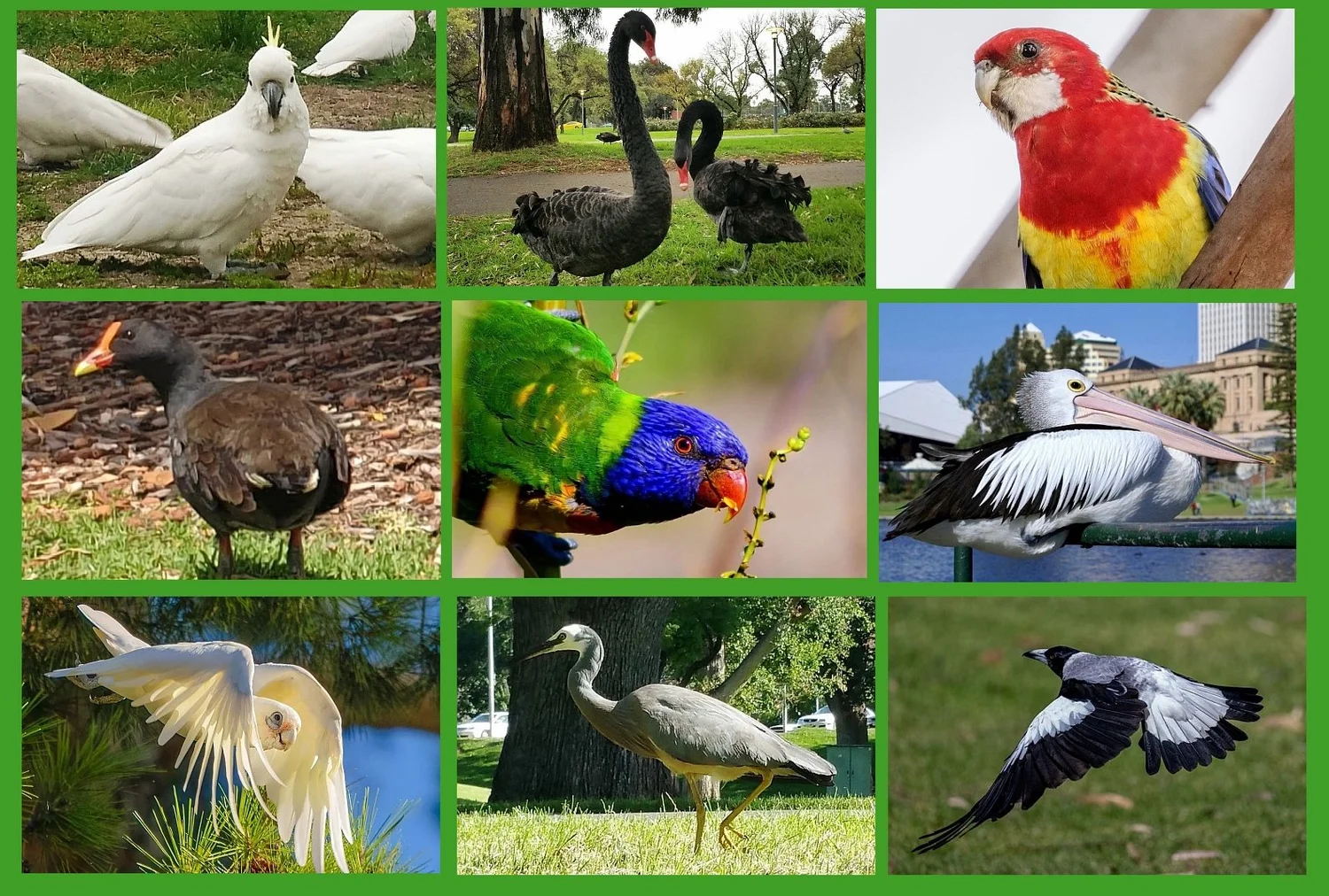 What Bird is That? — Adelaide Park Lands Association