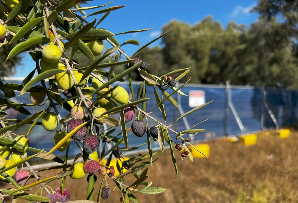Documenting the destruction — Adelaide Park Lands Association