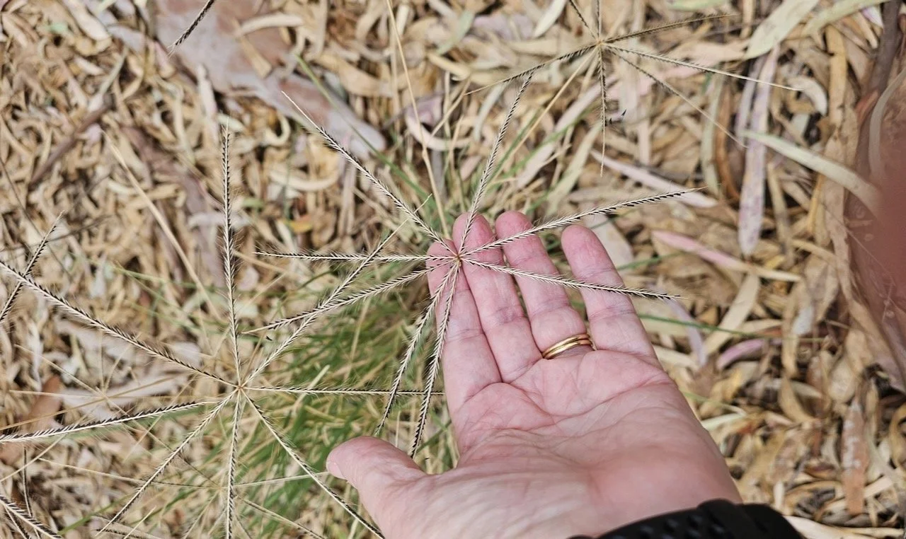 Know Your Park Land Plants: windmill grass — Adelaide Park Lands ...