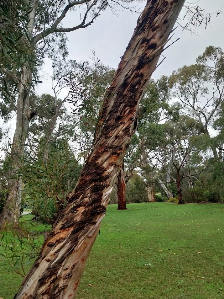 Trees "stressed, vulnerable" from disc golf hits — Adelaide Park Lands ...