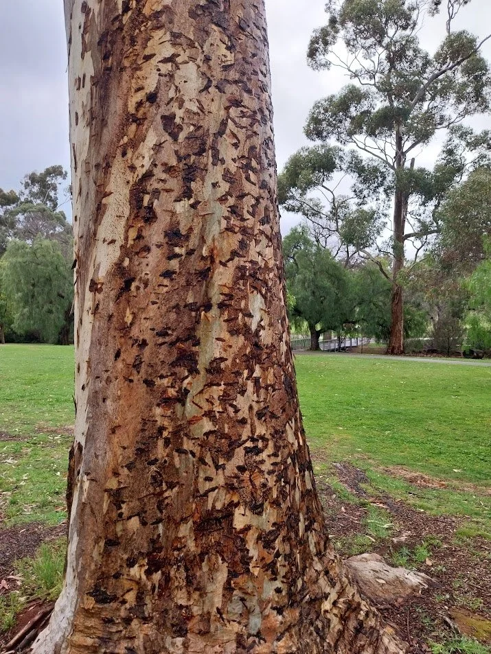 Trees "stressed, vulnerable" from disc golf hits — Adelaide Park Lands ...