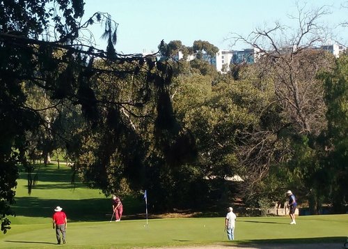 Protect Possum Park Trees — Adelaide Park Lands Association