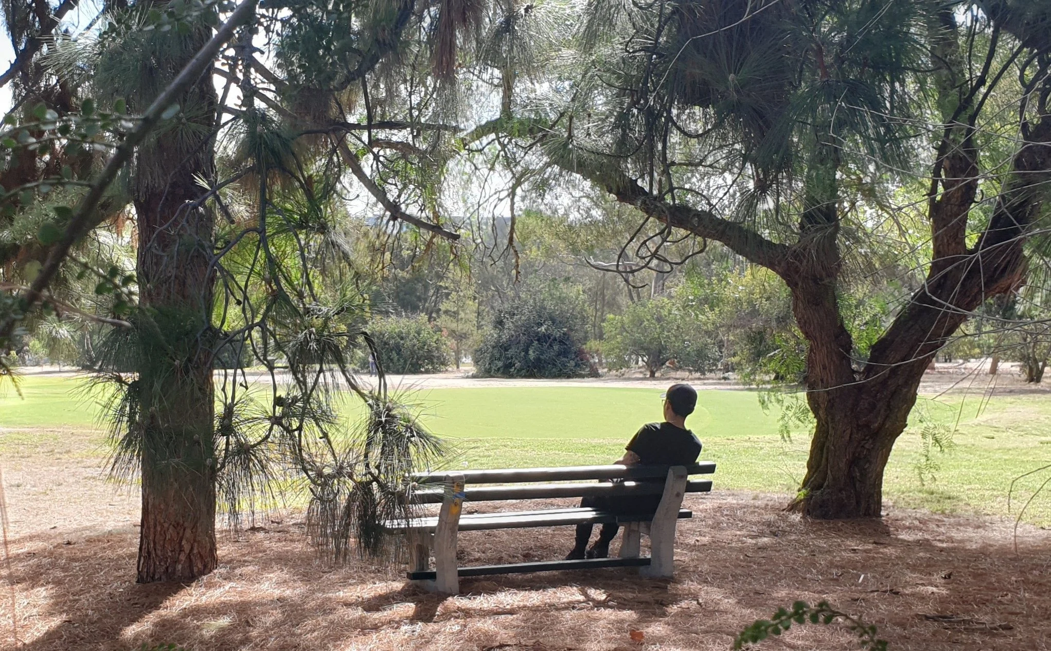 Protect Possum Park Trees — Adelaide Park Lands Association