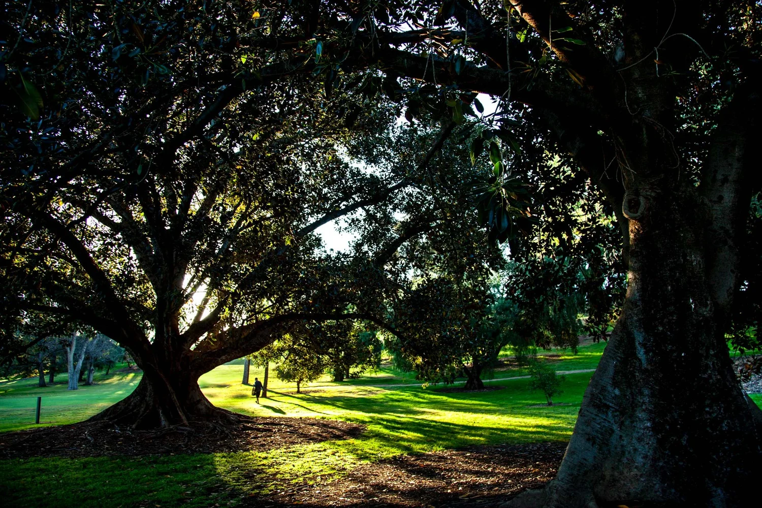 Know Your Park Lands Plants - Moreton Bay fig — Adelaide Park Lands ...