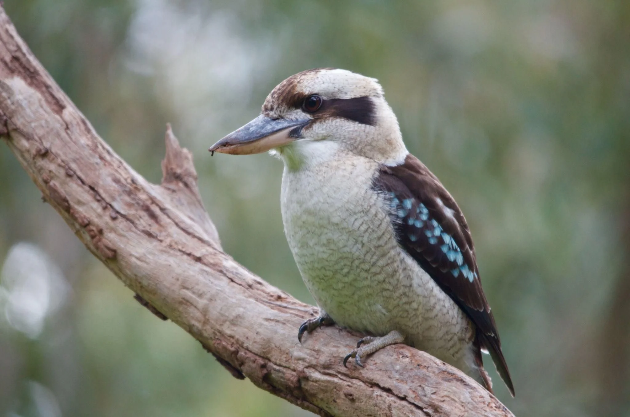 What Bird is that? - Laughing Kookaburra — Adelaide Park Lands Association