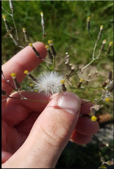 Know Your Park Lands Plants: Cotton Fireweed — Adelaide Park Lands ...