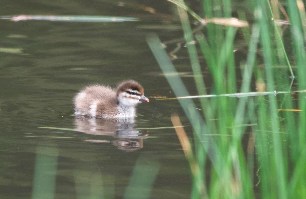 What Bird is that? - Australian Wood Duck — Adelaide Park Lands Association