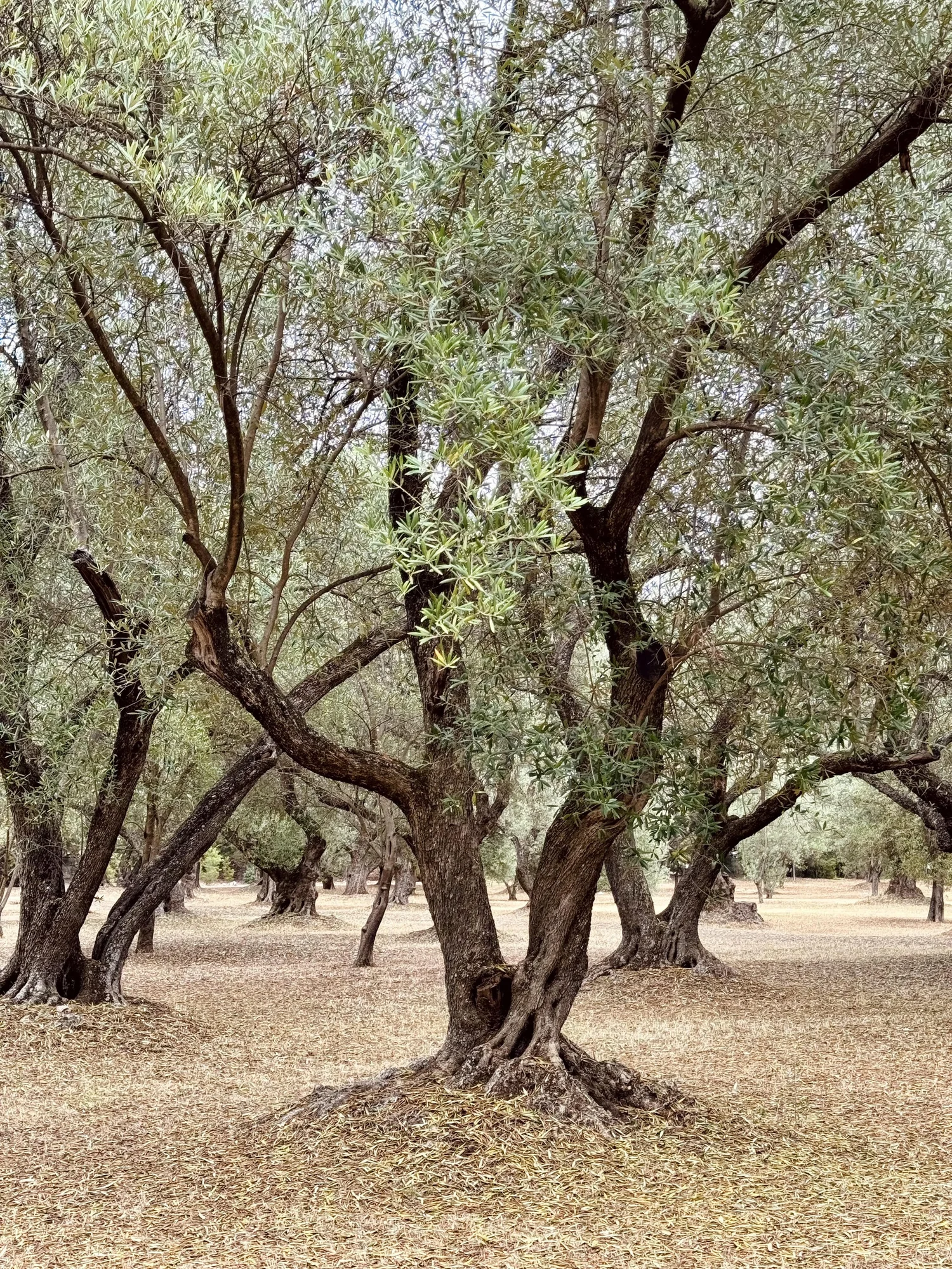 Pleased to meet you, Katrina — Adelaide Park Lands Association