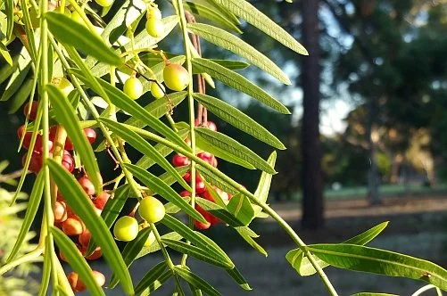 Know Your Park Lands Plants — Adelaide Park Lands Association