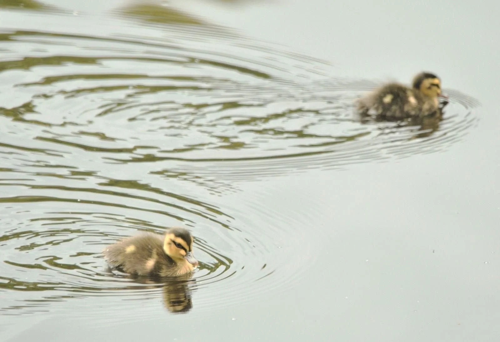 What bird is that? Pacific Black Duck — Adelaide Park Lands Association