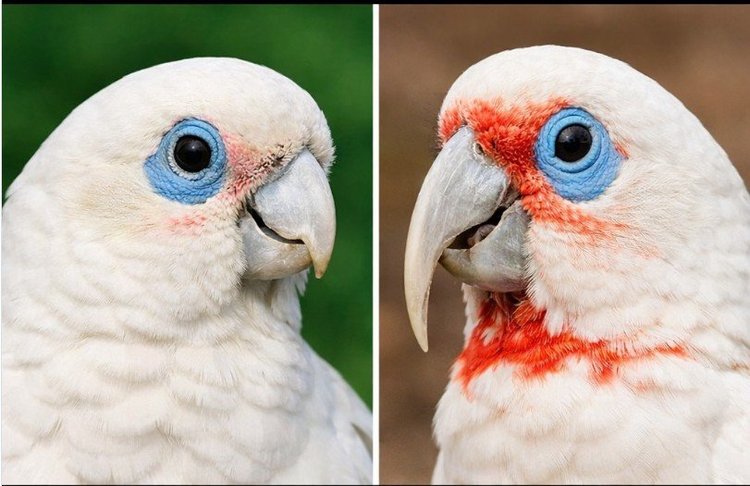 What bird is that? Little Corella — Adelaide Park Lands Association