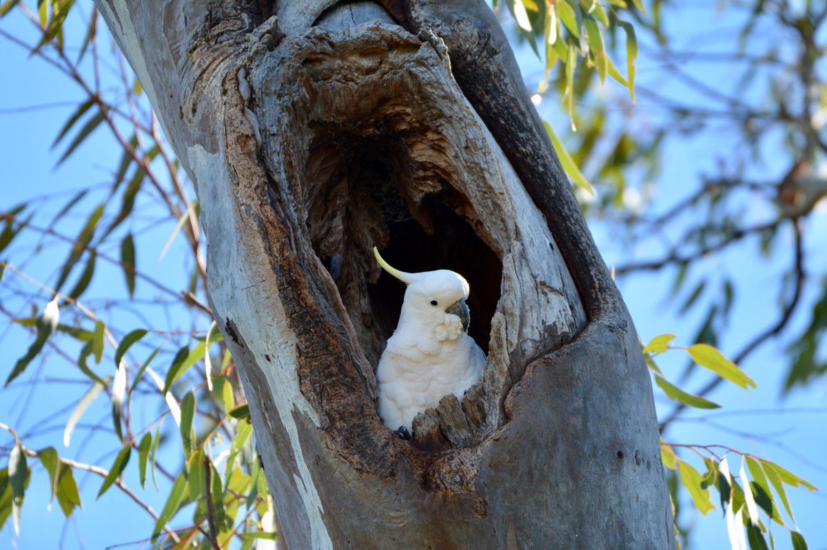 Know Your Park Lands Plants: river red gums — Adelaide Park Lands ...
