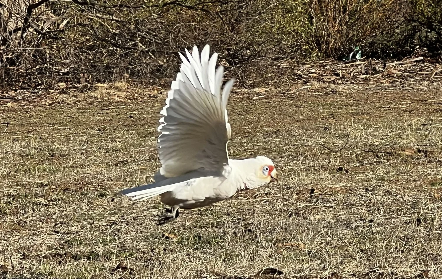 What bird is that? Little Corella — Adelaide Park Lands Association