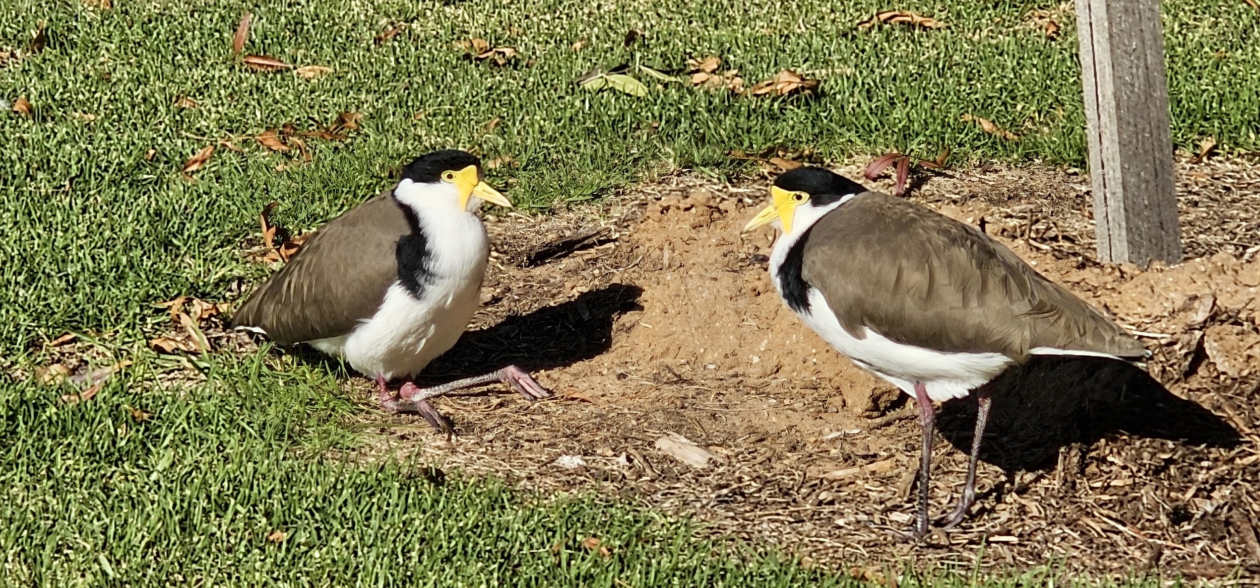 What bird is that? Masked Lapwing — Adelaide Park Lands Association