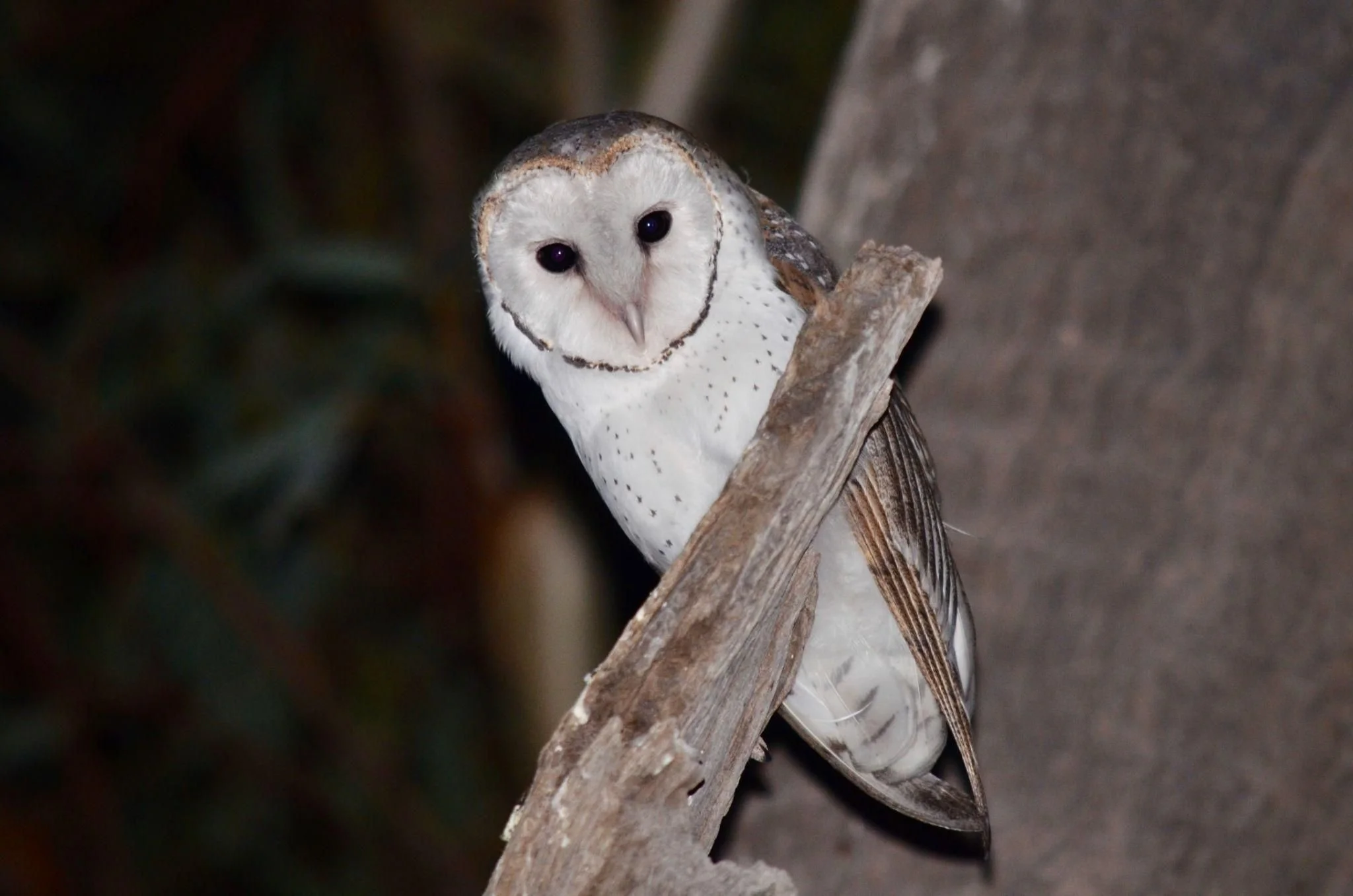 What Bird is that? Australian Boobook — Adelaide Park Lands Association