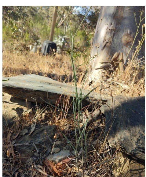 Know Your Park Lands Plants: Cotton Fireweed — Adelaide Park Lands ...