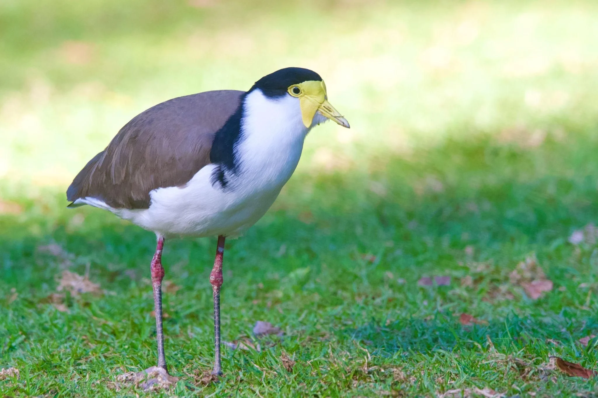 What bird is that? Masked Lapwing — Adelaide Park Lands Association