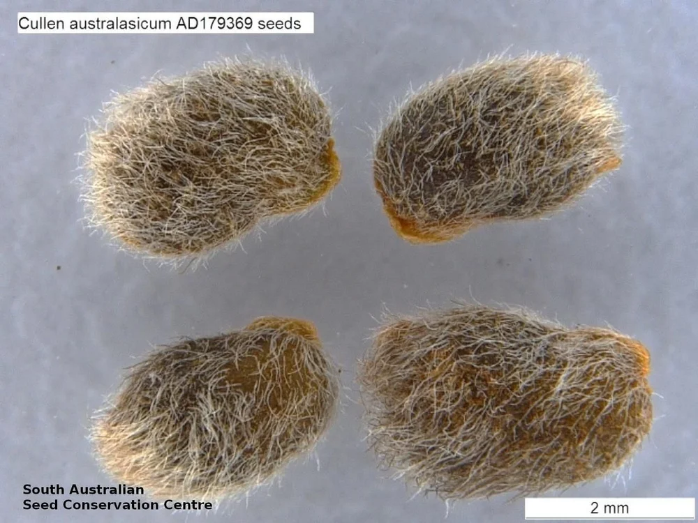 Know Your Park Lands Plants: native scurf pea — Adelaide Park Lands ...