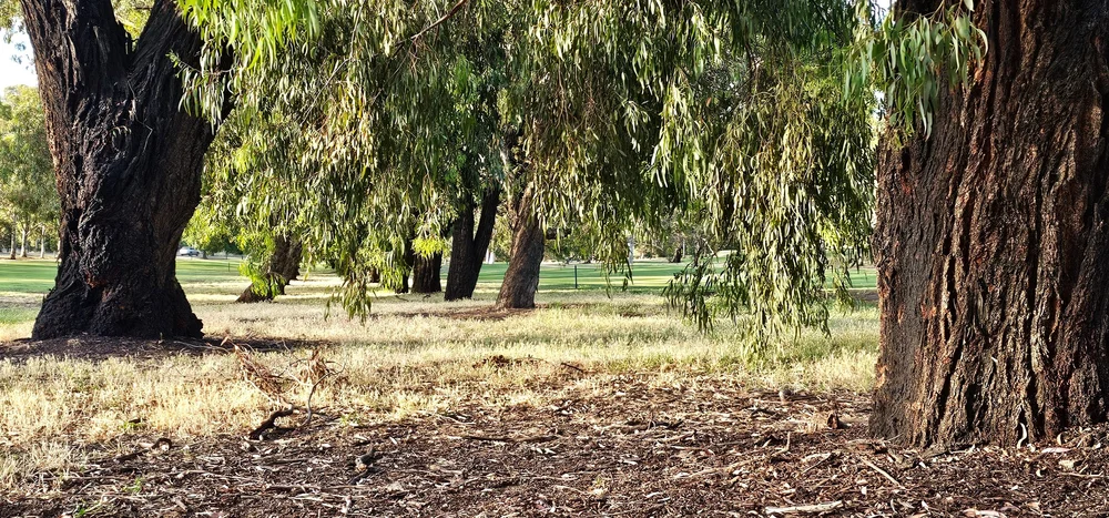 Know Your Park Lands Plants: Red Ironbark — Adelaide Park Lands Association